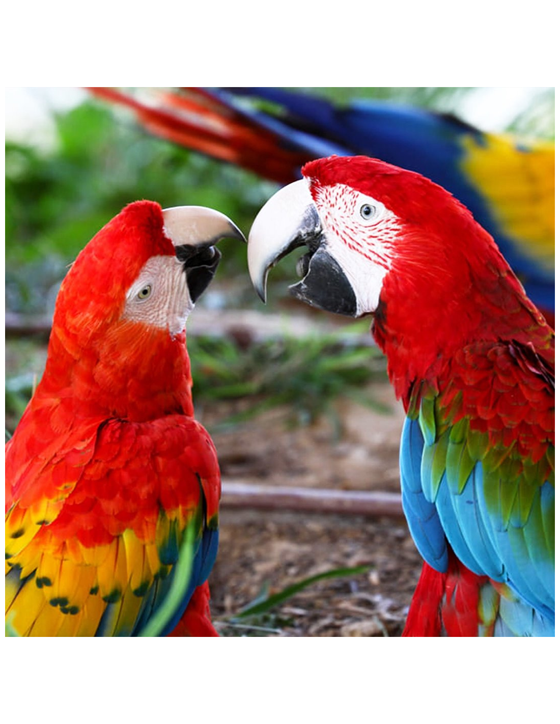 Déjeuner & visite de Parrot World pour 2 personnes